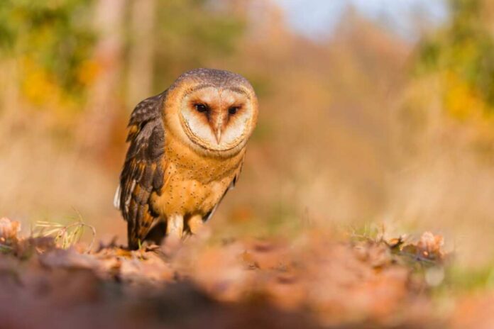 MASSIVE Owl Cull Sparks Outrage: Who Wins? | Everyday Patriot