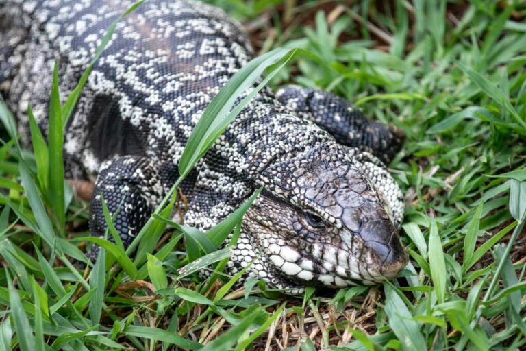 Tegu Lizard FOUND ALIVE Under 20 Inches of Snow! | Everyday Patriot